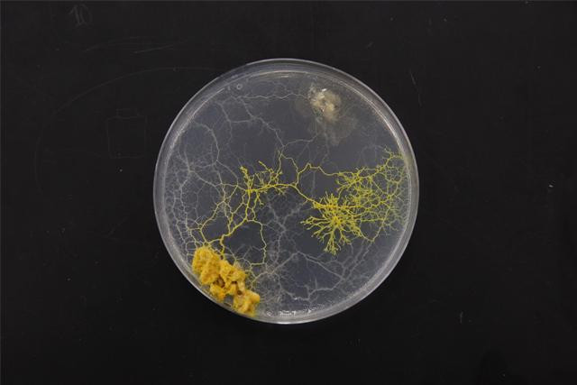 Physarum Polycephalum Under Microscope